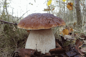 Grzybnie Jadalnych Grzybów Leśnych grzybnie.pl